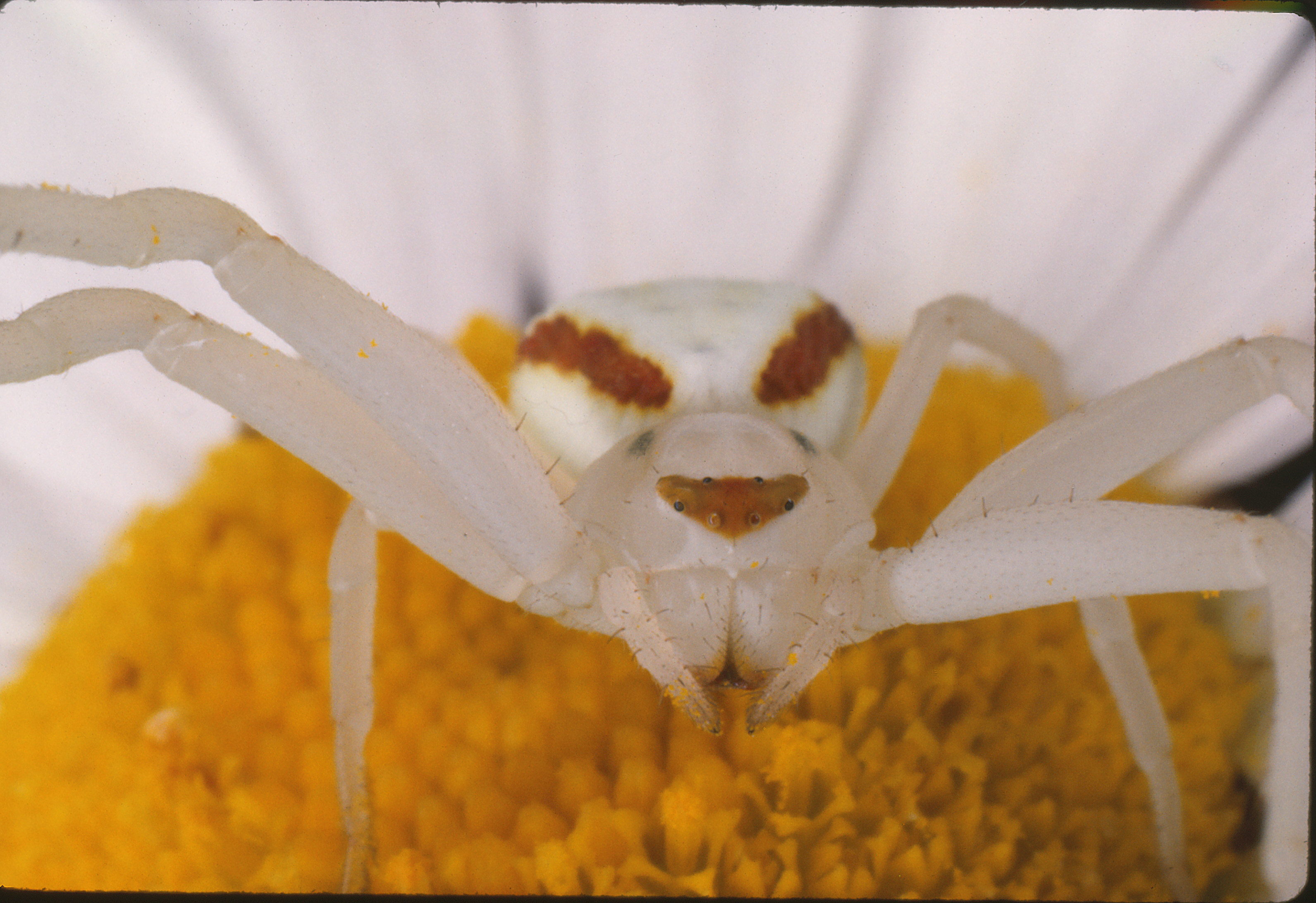 Spectacular Spiders! – Dan the Nature Man
