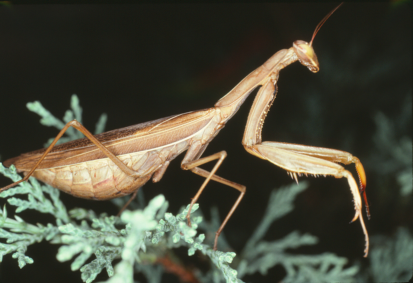 The Great Bug Hunt – Dan the Nature Man