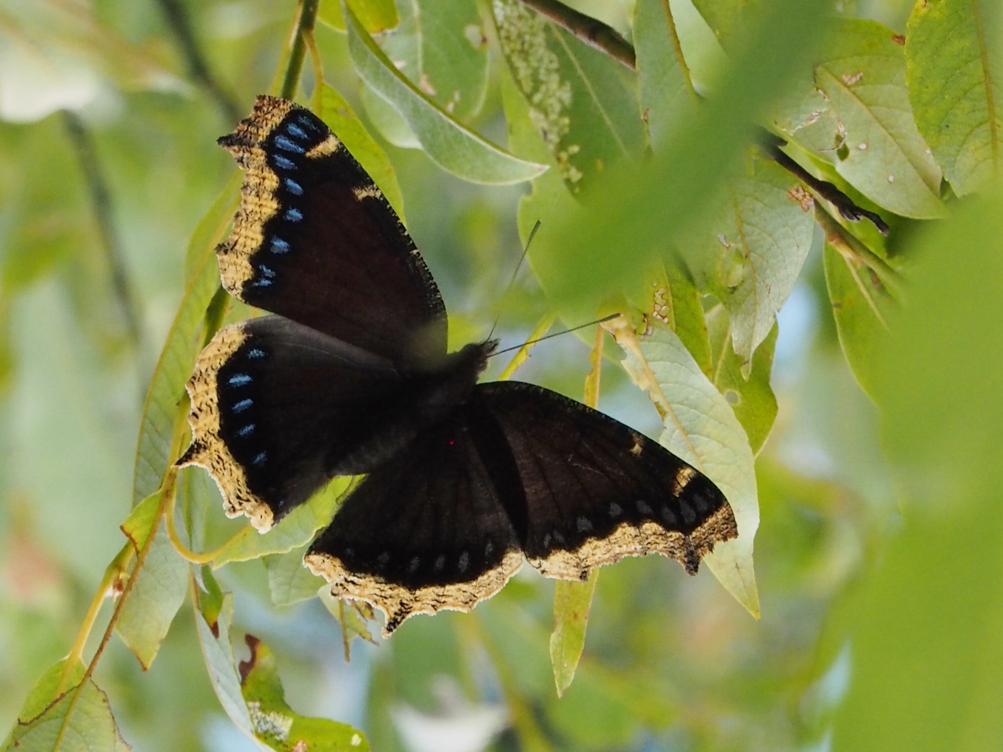 Nature Workshops – Dan the Nature Man