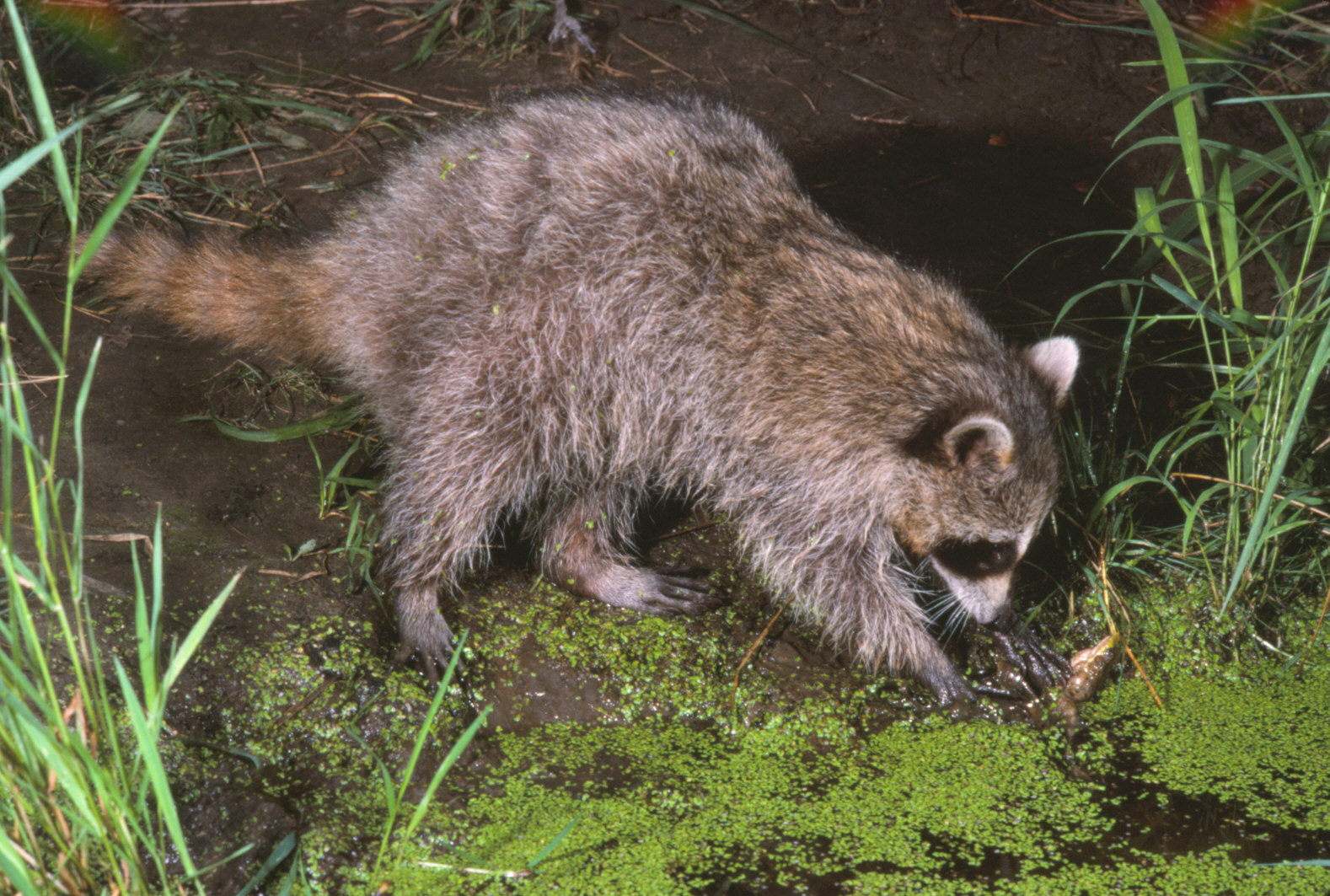 School Programs – Dan the Nature Man