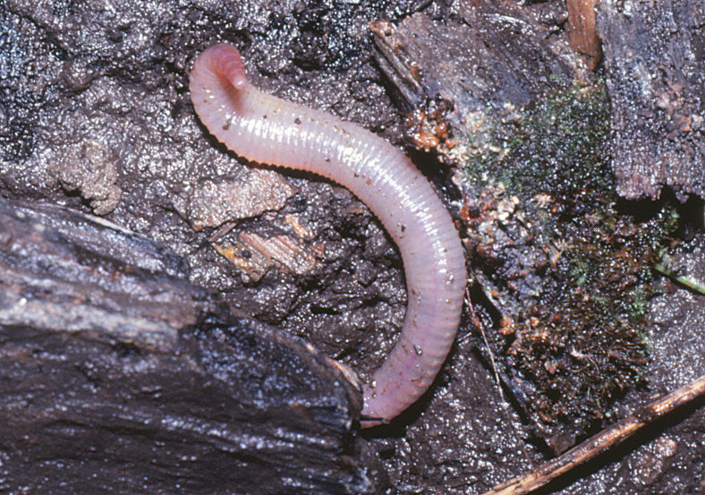 Backyard worms – Dan the Nature Man